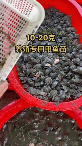 甲鱼养殖新技术_如何科学提高产量-第3张图片-山城妙识