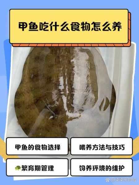 甲鱼养殖新技术_如何科学提高产量-第1张图片-山城妙识