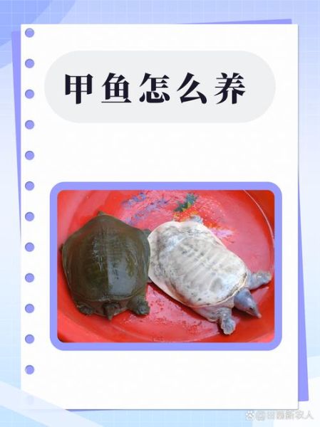 甲鱼养殖新技术_如何科学提高产量-第2张图片-山城妙识