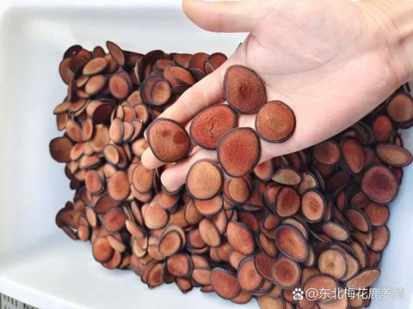 鹿茸片泡水一次喝多久_鹿茸片泡水多久见效-第1张图片-山城妙识