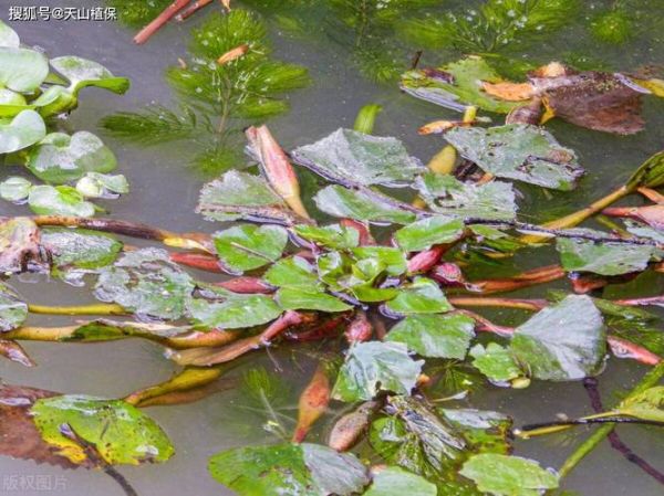 菱角长在哪里_菱角生长环境-第1张图片-山城妙识