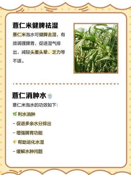 薏仁米怎么泡水喝_薏仁米泡水的正确做法-第1张图片-山城妙识