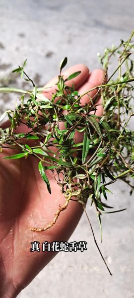 白花蛇舌草图片长什么样_如何辨别真假-第1张图片-山城妙识