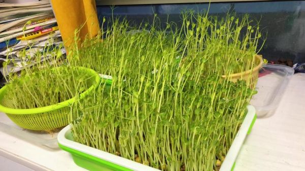 豌豆芽的功效与作用_豌豆芽怎么吃最营养-第3张图片-山城妙识 豌豆芽的功效与作用_豌豆芽怎么吃最营养-第3张图片-山城妙识