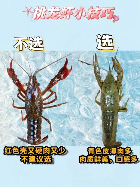 海鲜图片大全_如何挑选新鲜海鲜-第3张图片-山城妙识