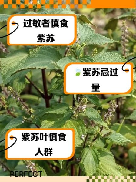 可食用紫苏长什么样_紫苏叶子怎么区分品种-第1张图片-山城妙识