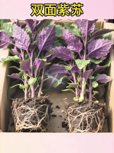 可食用紫苏长什么样_紫苏叶子怎么区分品种-第3张图片-山城妙识