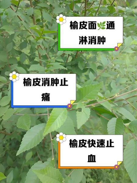 榆树皮的功效与作用_榆树皮禁忌有哪些-第3张图片-山城妙识 榆树皮的功效与作用_榆树皮禁忌有哪些-第3张图片-山城妙识