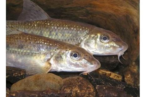 红狼牙鰕虎鱼怎么养_红狼牙鰕虎鱼吃什么-第1张图片-山城妙识