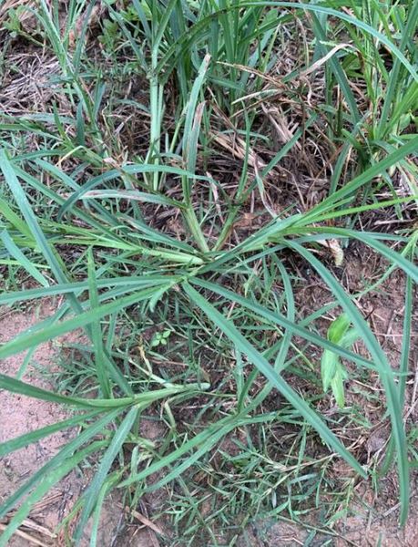 牛筋草副作用有哪些_牛筋草吃了会中毒吗-第3张图片-山城妙识