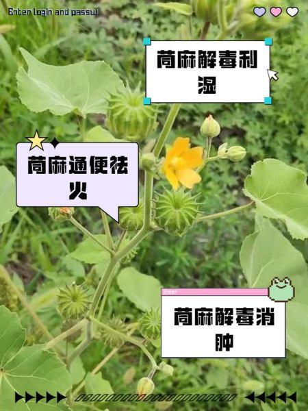 苘麻的功效与作用_苘麻的副作用有哪些-第1张图片-山城妙识