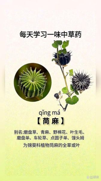 苘麻的功效与作用_苘麻的副作用有哪些-第3张图片-山城妙识