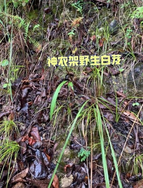 白芨的功效与作用及食用方法_白芨怎么吃效果最好-第1张图片-山城妙识