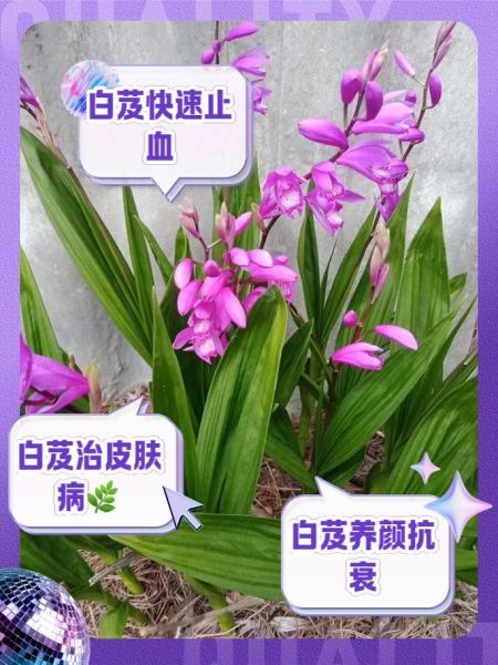 白芨的功效与作用及食用方法_白芨怎么吃效果最好-第2张图片-山城妙识