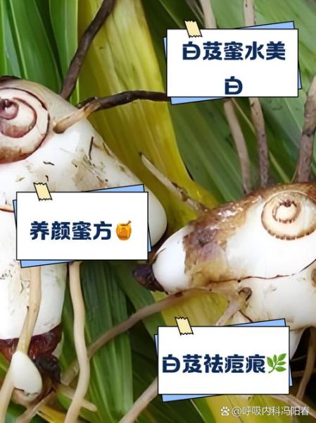 白芨的功效与作用及食用方法_白芨怎么吃效果最好-第3张图片-山城妙识