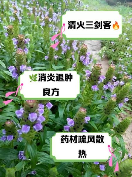 夏枯草的功效与作用及禁忌_哪些人不能吃-第2张图片-山城妙识 夏枯草的功效与作用及禁忌_哪些人不能吃-第2张图片-山城妙识