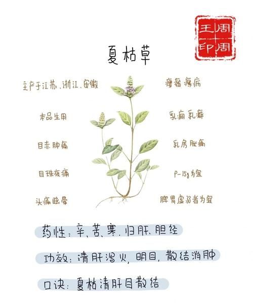 夏枯草的功效与作用及禁忌_哪些人不能吃-第3张图片-山城妙识 夏枯草的功效与作用及禁忌_哪些人不能吃-第3张图片-山城妙识