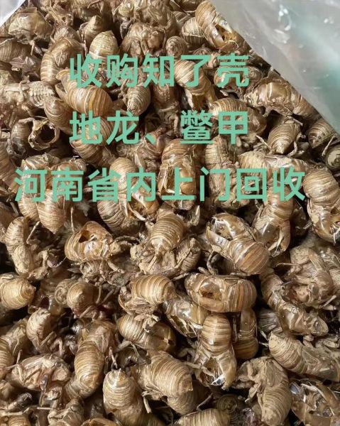 知了壳怎么食用_知了壳食用方法大全-第3张图片-山城妙识