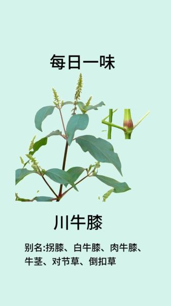 川牛膝的功效与作用_川牛膝怎么吃最好-第1张图片-山城妙识