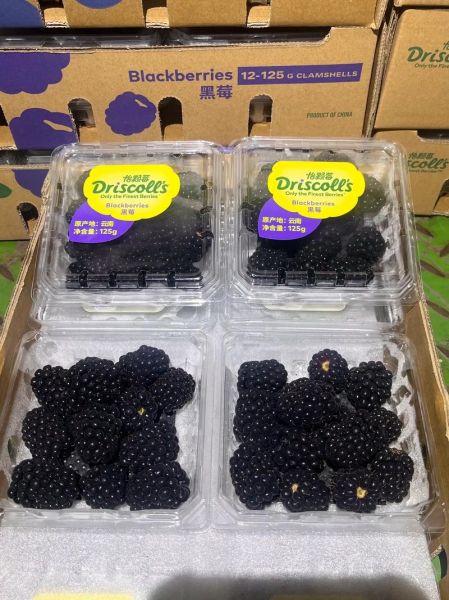 黑莓水果多少钱一斤_黑莓价格为什么差异大-第2张图片-山城妙识