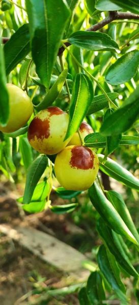 冬枣的功效与作用禁忌_冬枣吃多了会上火吗-第1张图片-山城妙识