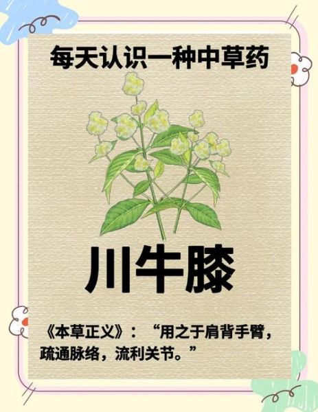 川牛膝的功效与作用_川牛膝怎么吃最好-第3张图片-山城妙识
