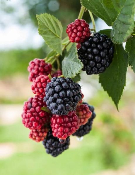 黑莓水果多少钱一斤_黑莓价格为什么差异大-第3张图片-山城妙识