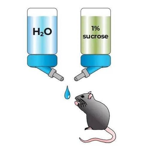 糖水偏好实验步骤_如何减少小鼠应激-第2张图片-山城妙识