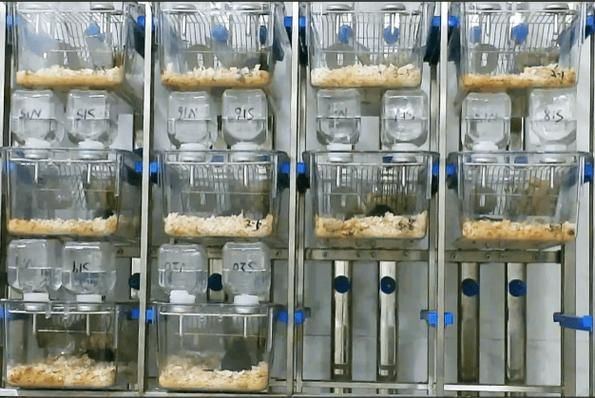 糖水偏好实验步骤_如何减少小鼠应激-第3张图片-山城妙识