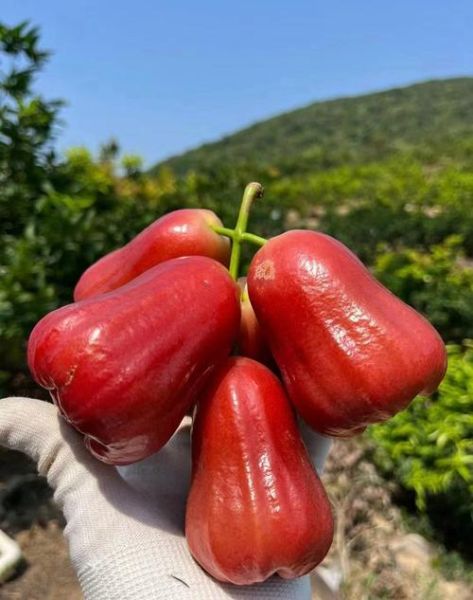 莲雾多少钱一斤_莲雾为什么这么贵-第1张图片-山城妙识