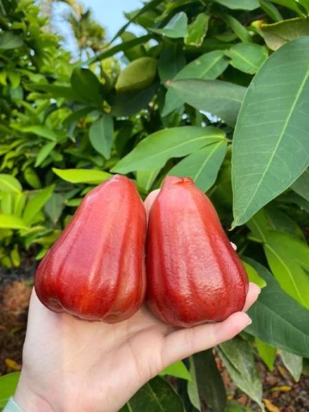 莲雾多少钱一斤_莲雾为什么这么贵-第2张图片-山城妙识