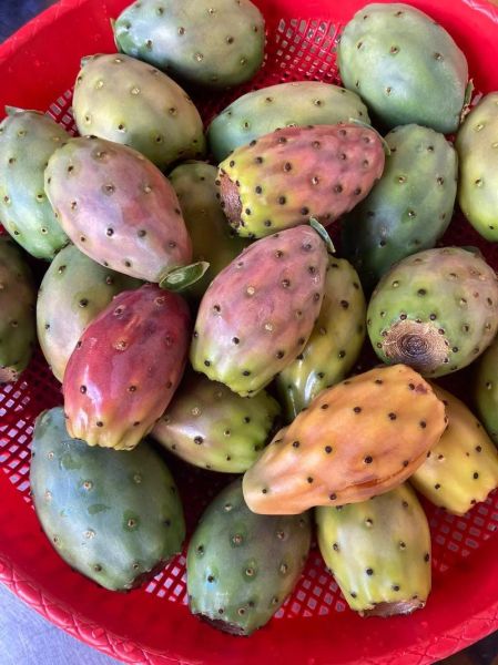 仙人掌的果实有什么功效_仙人掌果怎么吃最好-第3张图片-山城妙识