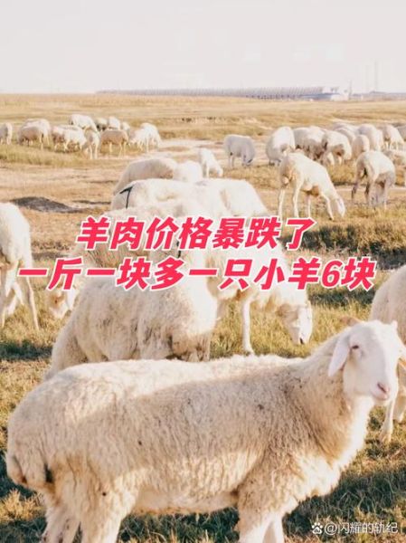 今日羊肉多少钱一斤_羊肉零售价为何波动-第1张图片-山城妙识