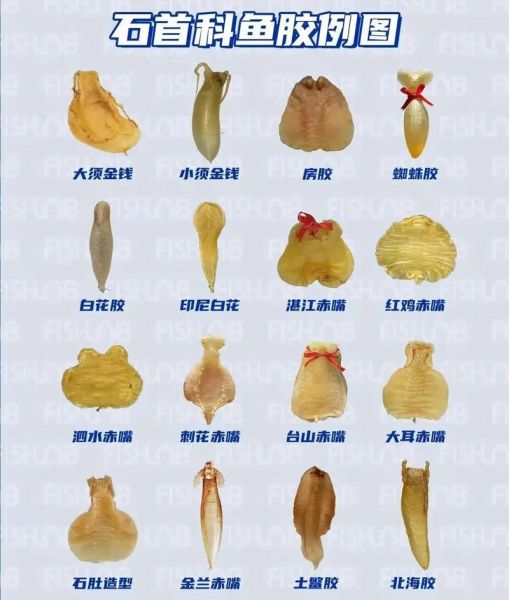 鱼胶是鱼泡吗_鱼胶和鱼鳔的区别-第1张图片-山城妙识