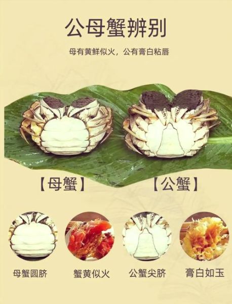 螃蟹公的好吃还是母的好吃_怎么选-第1张图片-山城妙识 螃蟹公的好吃还是母的好吃_怎么选-第1张图片-山城妙识