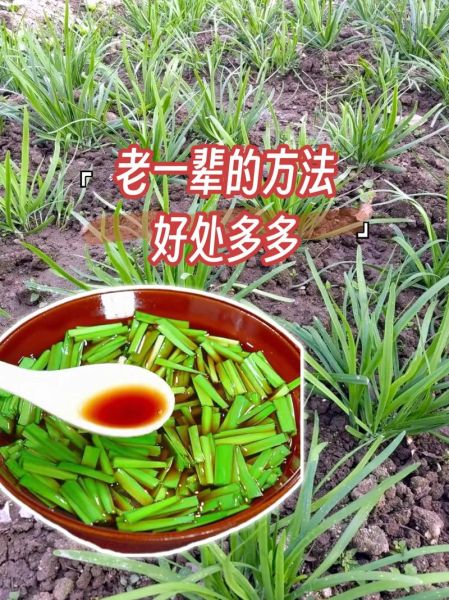 韭菜怎么腌制才好吃_韭菜腌制多久最入味-第1张图片-山城妙识