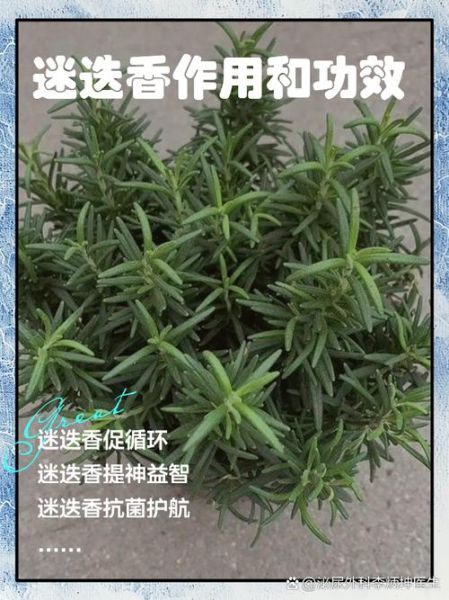 迷迭香茶的功效与作用及禁忌_迷迭香茶什么人不能喝-第1张图片-山城妙识