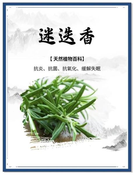 迷迭香茶的功效与作用及禁忌_迷迭香茶什么人不能喝-第3张图片-山城妙识
