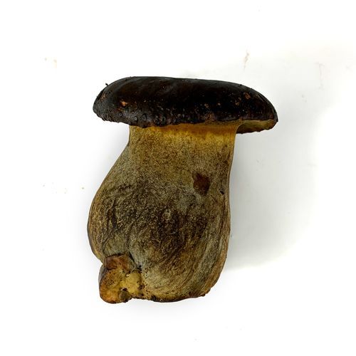 黑牛肝菌图片_如何分辨真假-第2张图片-山城妙识