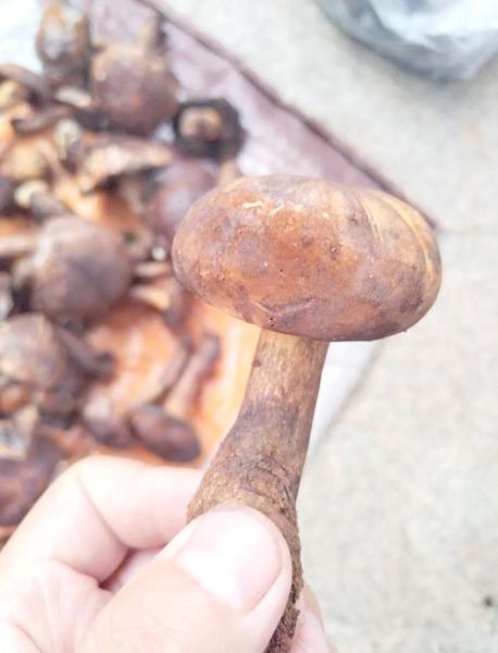 黑牛肝菌图片_如何分辨真假-第1张图片-山城妙识