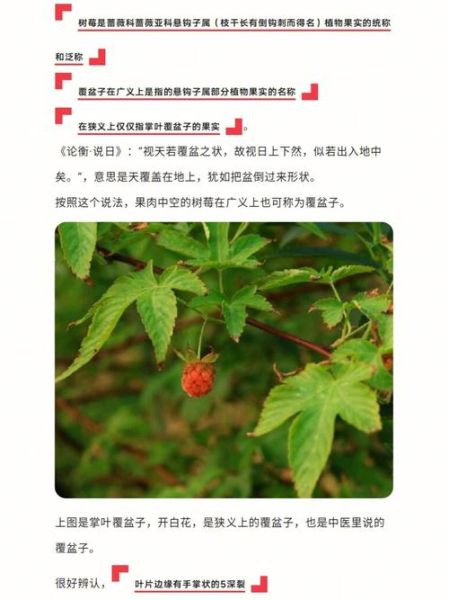 覆盆子和树莓的区别_哪个营养价值更高-第3张图片-山城妙识 覆盆子和树莓的区别_哪个营养价值更高-第3张图片-山城妙识