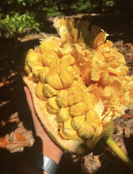 菠萝蜜长什么样子_菠萝蜜和榴莲区别-第2张图片-山城妙识