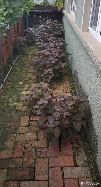 苏子是什么_苏子与紫苏的区别-第3张图片-山城妙识