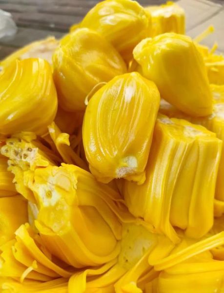 菠萝蜜长什么样子_菠萝蜜和榴莲区别-第3张图片-山城妙识