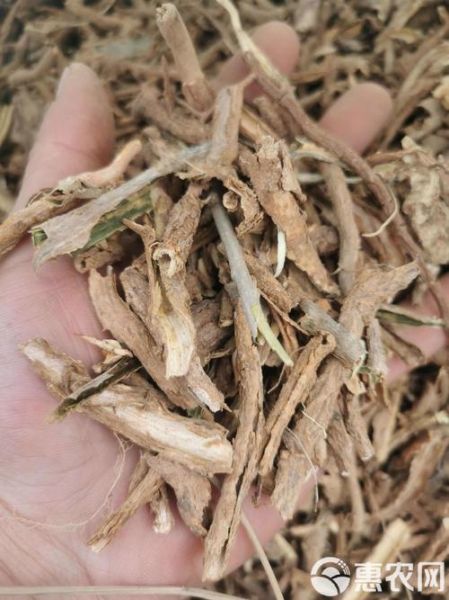 地骨皮图片大全_地骨皮长什么样-第3张图片-山城妙识