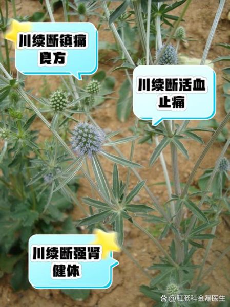 续断的功效与作用_续断怎么吃效果最好-第1张图片-山城妙识 续断的功效与作用_续断怎么吃效果最好-第1张图片-山城妙识