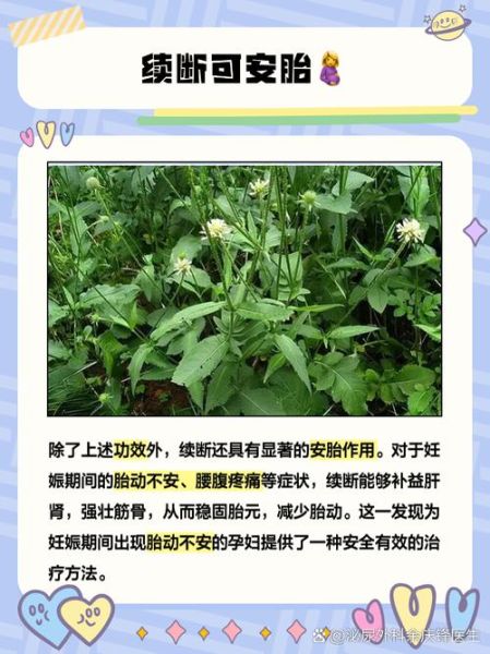 续断的功效与作用_续断怎么吃效果最好-第2张图片-山城妙识 续断的功效与作用_续断怎么吃效果最好-第2张图片-山城妙识