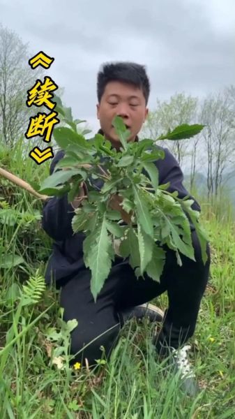 续断的功效与作用_续断怎么吃效果最好-第3张图片-山城妙识 续断的功效与作用_续断怎么吃效果最好-第3张图片-山城妙识