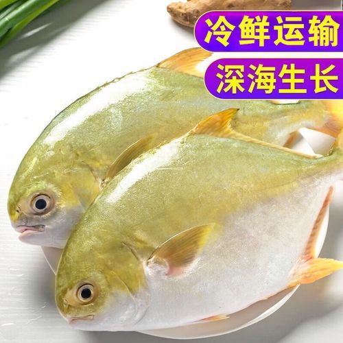 冷冻金鲳鱼怎么做好吃_冷冻金鲳鱼做法大全-第1张图片-山城妙识