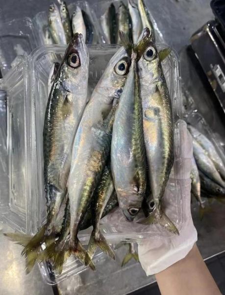 青占鱼的营养价值_青占鱼的功效与作用-第1张图片-山城妙识